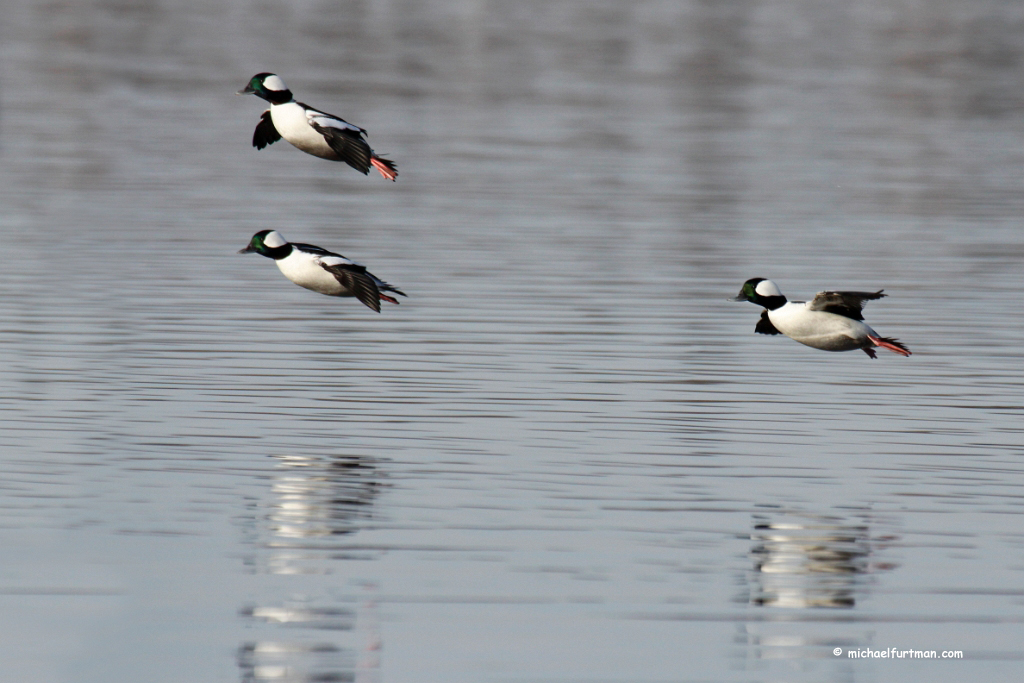 Bufflehead flying